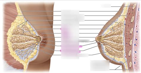Anatomy 2 Practical 2 ~ Human Diagram 22 Diagram Quizlet