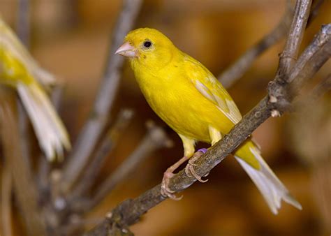 Kanár Zooparknehvizdycz