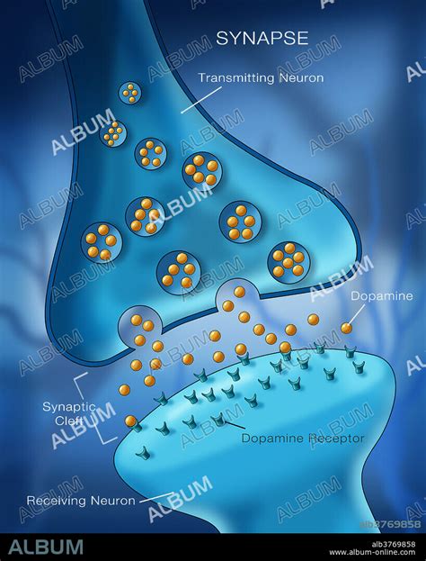 Neuron Labeled Synapse