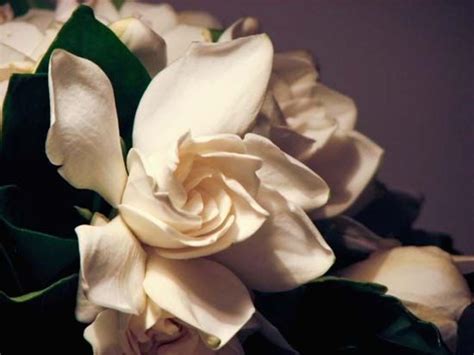 Top 10 Most Popular Wedding Flowers At Phyllis Lange Blog