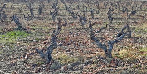 El Secreto Milenario De Las Cepas Alavesas
