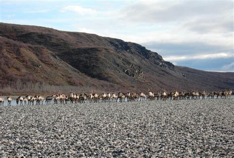Caribou Autumn Migration In Alaska 2024 Rove Me