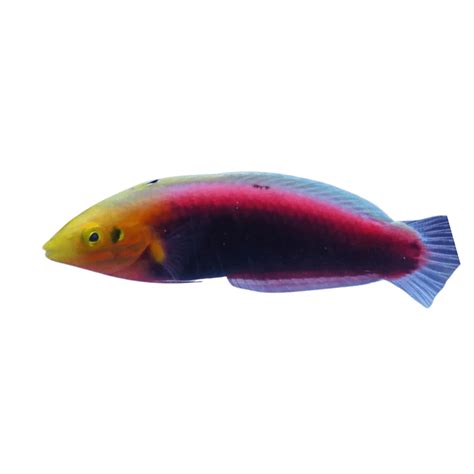Radiant Wrasse Africa Expert Only Harrys Marine Life