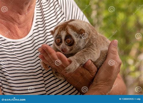 Slow Loris Sits In Hands Of Woman Stock Image Image Of Young Primate