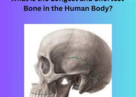What Is The Longest And Shortest Bone In The Human Body