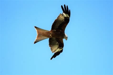 Red Kite Flight Tele Birds Of Free Photo On Pixabay Pixabay