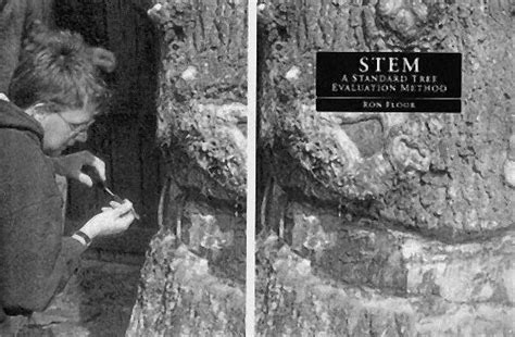 Rnzih Horticulture Pages A Standard Method For Tree Evaluation Stem