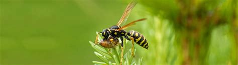 21 Types Of Wasps Facts And Photos