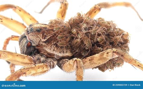 Carolina Wolf Spider Hogna Carolinensis Close Up Of Mother With