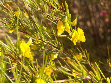 Buy Rooibos Tea Health Benefits How To Make Side Effects Herbal
