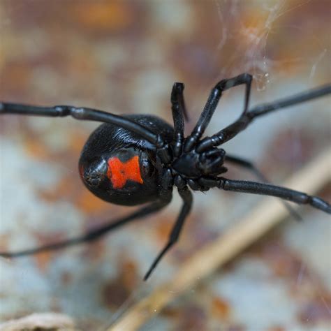 Black Widow Look Like
