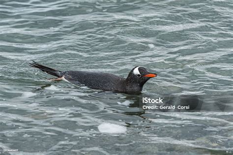 El Pingüino Gentoo Es Una Especie De Pingüino En El Género Pygoscelis