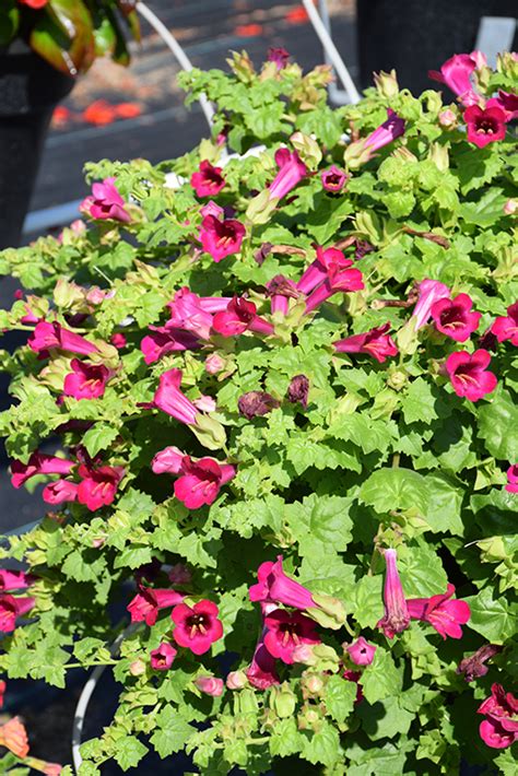 Lofos Compact Rose Creeping Gloxinia Lophospermum Lofos Compact Rose In Inver Grove Heights