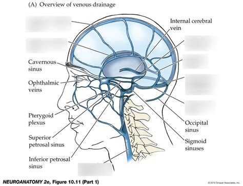 Venous Drainage Of The Brain Diagram Quizlet