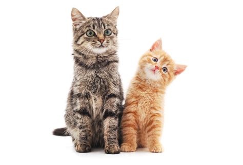 Problem Solvers Springsummer 2024 Modern Cat