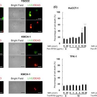 In Vitro Nir‐pit For Cca Cells A Livedead Staining Of Download