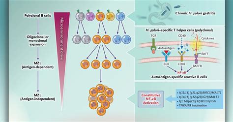 In A New Review The Classification Epidemiology Pathogenesis