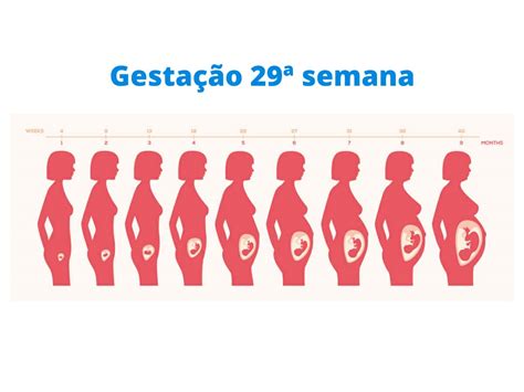Passo A Passo Da Gravidez Fdplearn