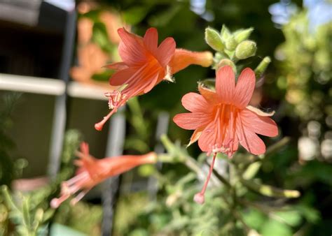 How To Grow And Propagate California Fuchsia In Containers Botany On