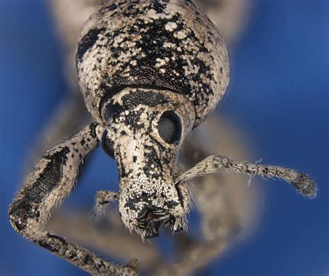 Weevil Aqi Pest Guides