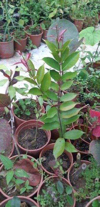 妞妞花園 賽赤楠 6吋 Yahoo奇摩拍賣