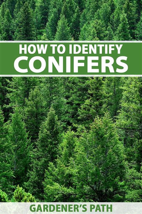 Conifer Confusion How To Identify Pine Spruce And Fir Trees Artofit