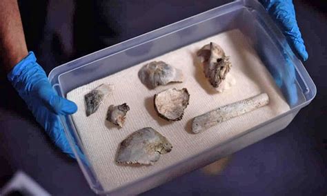 کشف قدیمی‌ترین فسیل انسانی در خرابه‌های موزه ملی برزیل همشهری آنلاین