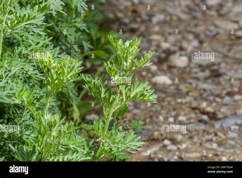 Wormwood Artemisia Absinthium In Garden Wormwood Plant Used For Herbal