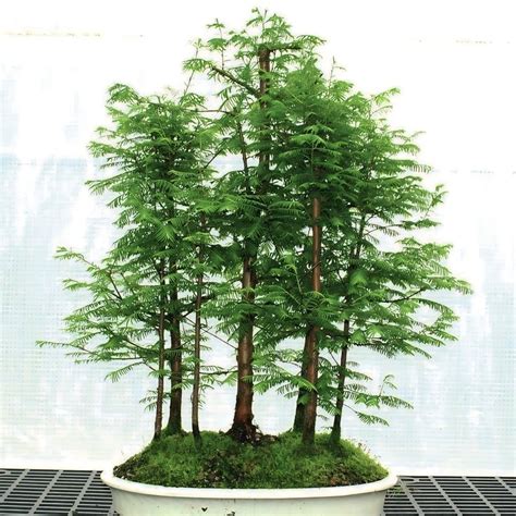 Dawn Redwood Bonsai Forest