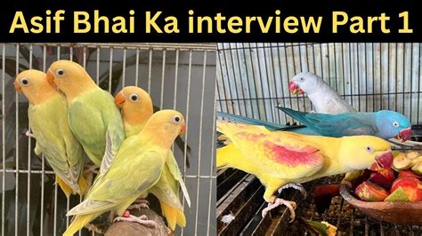 Asif Bhai Ka Interview Part 1 Asif Birds Farm 17 June 2025 Youtube