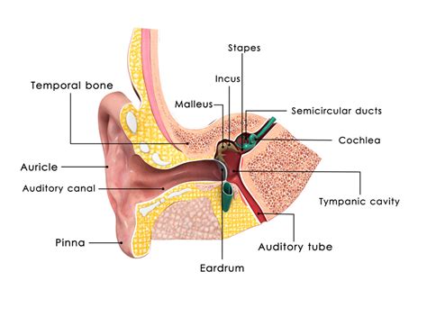 What Is The Function Of An Ear Drum At Marilyn Stumpf Blog