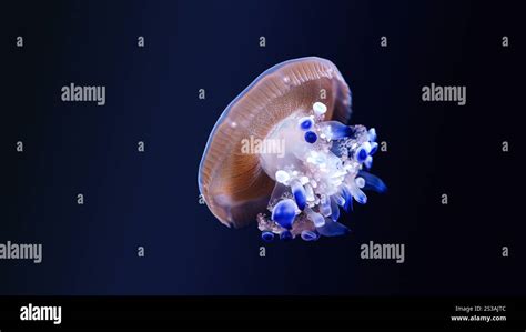 Stunning Bioluminescent Jellyfish With Vibrant Blue Spots Gracefully