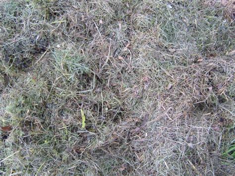 Free Picture Old Cutted Grass