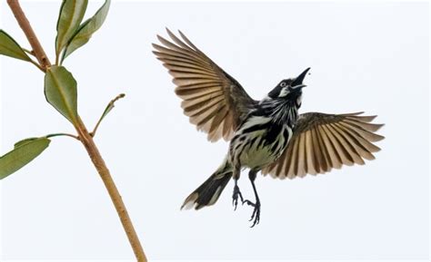 Insectivore Photographer Of The Year