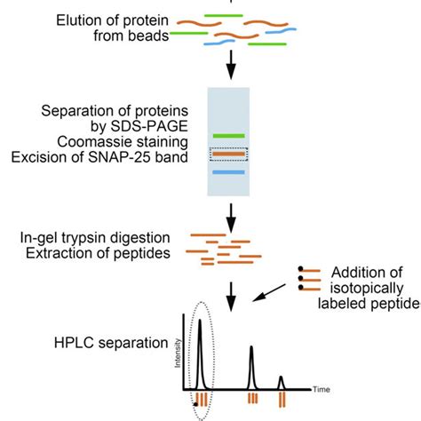 Snap 25 Isoform Assay Sample Preparation And Analysis Workflow See