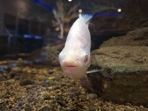 A Cute White Smiling Fish Stock Image Image Of Fishs 292796247