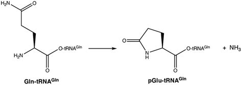 Spontaneous Cyclization Of Glutamine To Pyroglutamate This Reaction