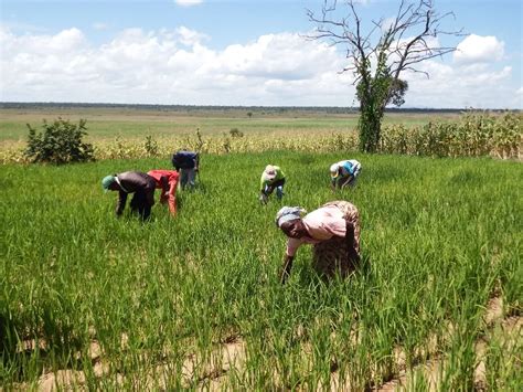 Produção De Arroz Em Angola Aumenta Para 50 Mil Toneladas Opaís