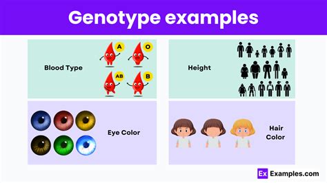 Genotype Definition Examples Types Functions And Encoding