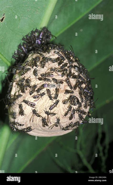 Stingless Wasps Nest Apidae Belize Underneath Leaf In Rainforest