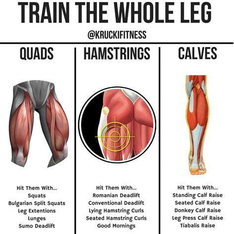 What Is A Quad In Your Leg At Albert Austin Blog