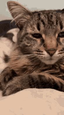 Yawning Cat S Wiffle Kitten 