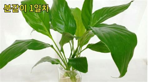 수경재배 스파티필름 잎이 말라가서 분갈이 했어요 네이버 블로그