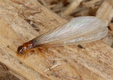 Winged Termites Size