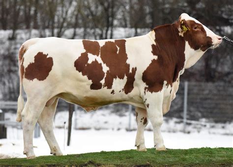 The Worldwide Legacy Of Mahango Pp