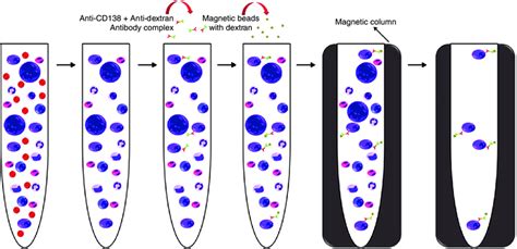 Magnetic Cell Sorting Macs Of Cd138 Cells Using The Kit Easysep Tm Download Scientific