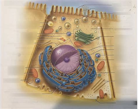 Structures Of A Composite Cell Quiz