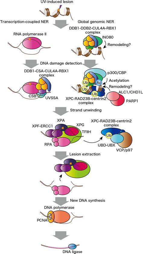 Model Of Nucleotide Excision Repair Ner Machinery Cbp Creb‐binding