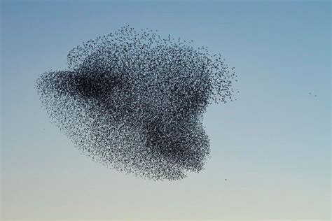 What Causes A Murmuration Of Birds Birdful