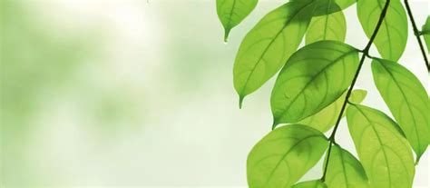 User Account Caresphere Academy Plus